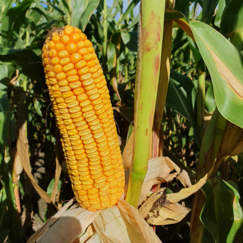 KWS ARTESIO - mit Schwung zu höchsten Leistungen - KWS Austria Saat GmbH