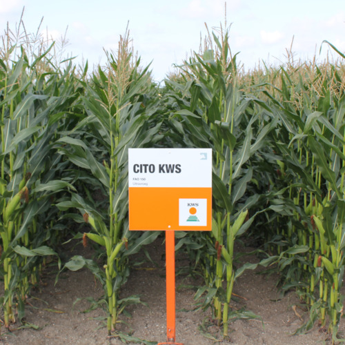 CITO KWS maïs ensilage ultra-précoce (FAO 150) - KWS Benelux B.V.