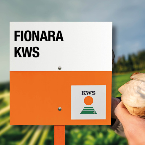 FIONARA KWS - Suikerbiet - Producten- KWS SAAT SE & Co. KGaA
