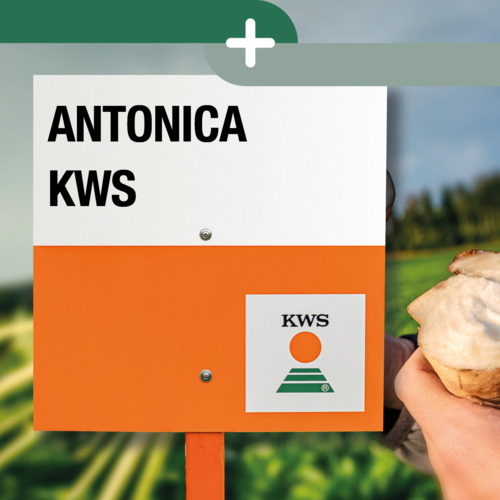 ANTONICA KWS - KWS Suisse SA