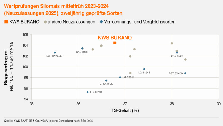 KWS BURANO (S 240 | K 230) - Maissorte - KWS SAAT | kws.de