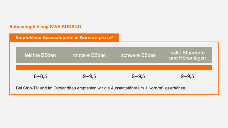 KWS BURANO (S 240 | K 230) - Maissorte - KWS SAAT | kws.de