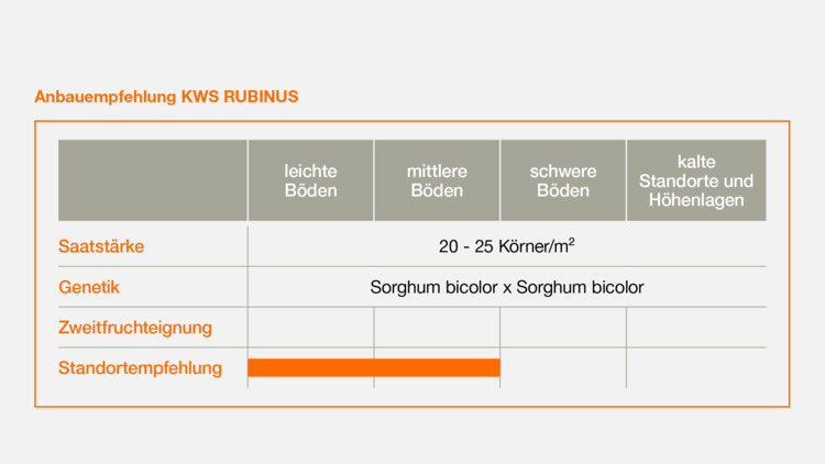 KWS RUBINUS - Sorghumsorte - KWS SAAT | kws.de