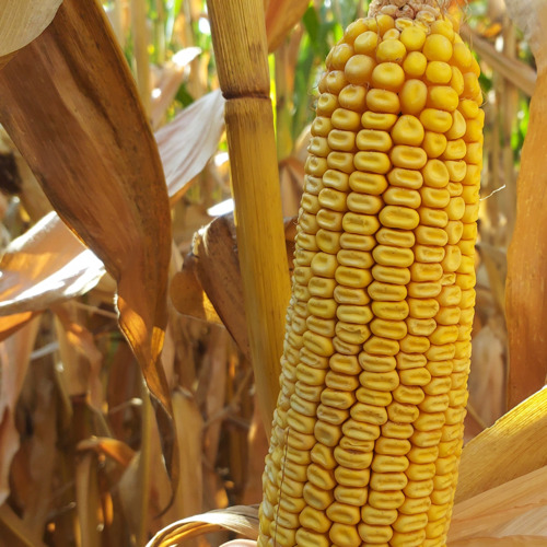 KWS ARTESIO - Aperçu des variétés - Maïs - Produits- KWS en France