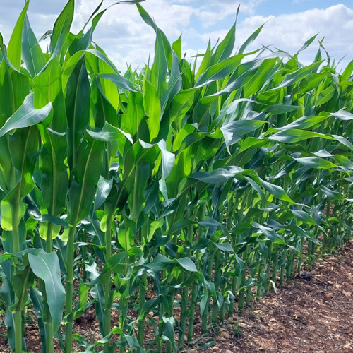 KWS KASPERO - Aperçu des variétés - Maïs - Produits- KWS en France