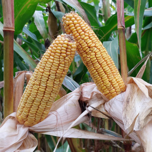 KWS PRIVILIO - maïs Grain Denté Précoce G1 - Indice 270 - Prenez l ...