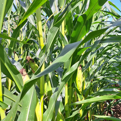 KWS SPORCO - Aperçu des variétés - Maïs - Produits- KWS en France