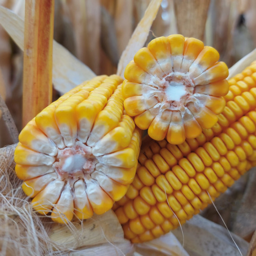 KWS ASTUCIO - Aperçu des variétés - Maïs - Produits- KWS en France