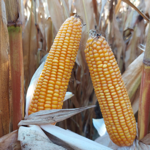 KWS EDITIO - Aperçu des variétés - Maïs - Produits- KWS en France