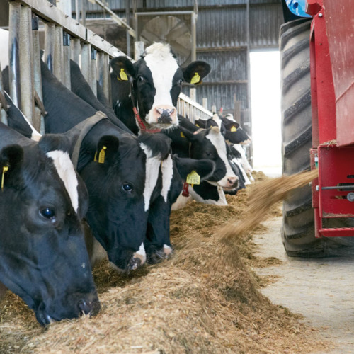 KWS FORTELLO - Aperçu des variétés - Maïs - Produits- KWS en France