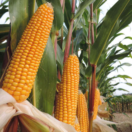 KWS SAVERIO - Aperçu des variétés - Maïs - Produits- KWS en France