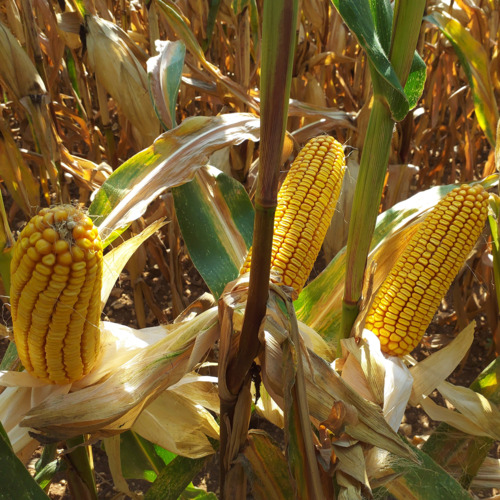 VICTORELLO - Aperçu des variétés - Maïs – Produits- KWS en France