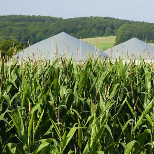 AGROLINO† (KXC2012) delivers heavy yields for both forage and biogas ...