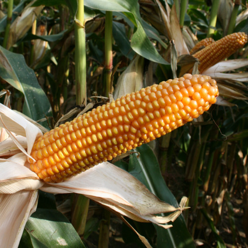 AUTENS KWS - Variety overview Maize - Maize - Products- KWS UK Ltd.