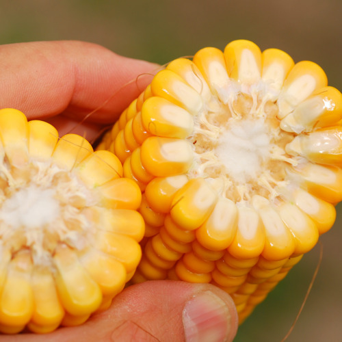 CITO KWS - Variety overview Maize - Maize - Products- KWS UK Ltd.