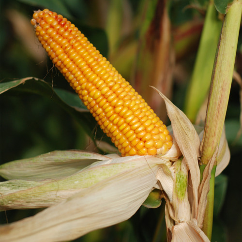 KWS EXELON - Variety overview Maize - Maize - Products- KWS UK Ltd.