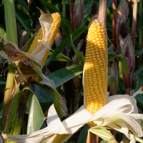 KWS PASCO - Variety overview Maize - Maize - Products- KWS UK Ltd.