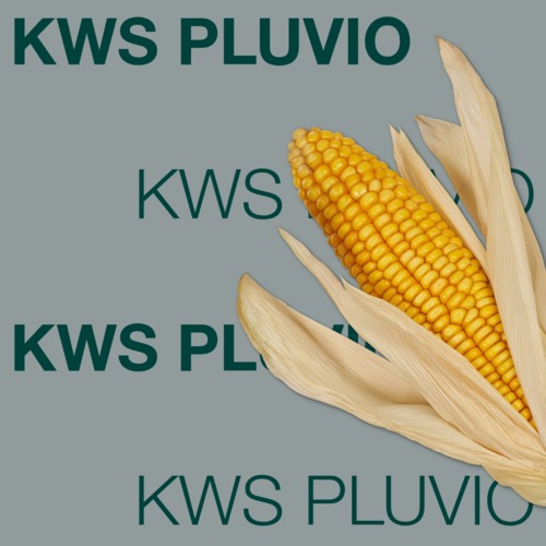 KWS PLUVIO - Maize, FAO 210- KWS UK Ltd.