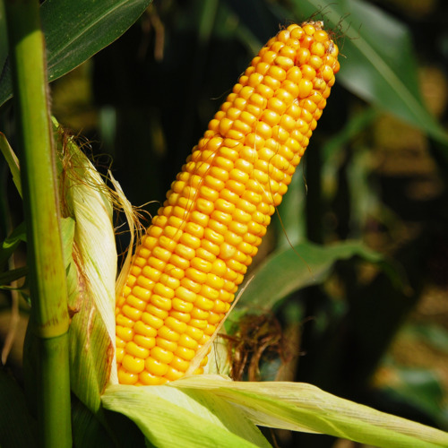 RODRIGUEZ KWS - Variety overview Maize - Maize - Products- KWS UK Ltd.