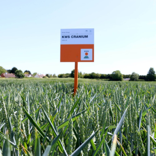 KWS CRANIUM - Variety overview wheat - Wheat - Cereals - Products- KWS ...