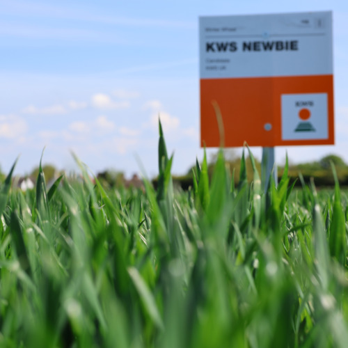 KWS NEWBIE Group 2 winter wheat- KWS UK Ltd.