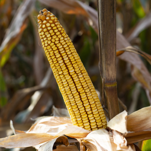 KWS ALIGAR - Mais descrizione della varietà - Mais - Prodotti- KWS SAAT ...