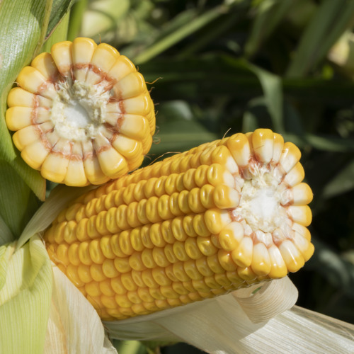 KWS CAMILLO - Mais descrizione della varietà - Mais - Prodotti- KWS ...