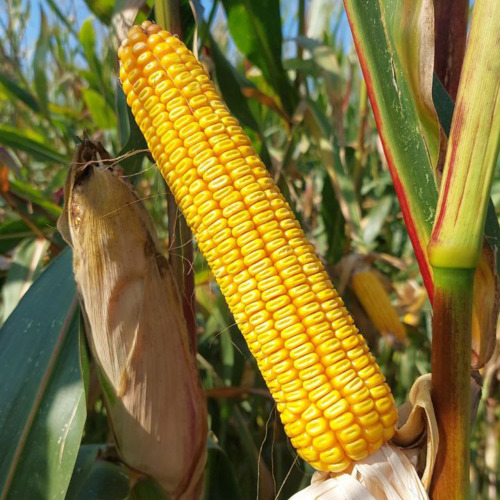 KWS EDITIO - Mais descrizione della varietà - Mais - Prodotti- KWS SAAT ...