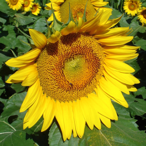 ARNETES SU - Seme di Girasole medio-tardivo- KWS SAAT SE & Co. KGaA