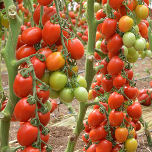 Leonello F1 - Pomodori- KWS SAAT SE & Co. KGaA