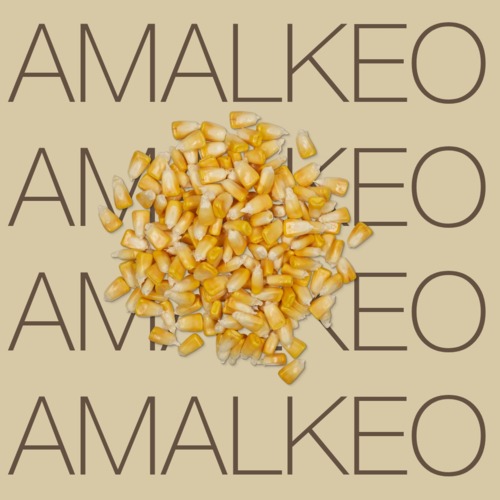 KWS AMALKEO Maïs grain Denté (FAO 230) - KWS Benelux B.V.