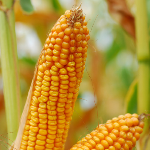 KWS EDITIO - Na ziarno, na kiszonkę, na każdą glebę... Wysokie rośliny ...