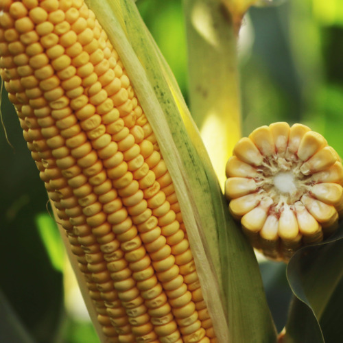 KWS EMPORIO - wejdź na wyższy poziom plonowania- KWS SAAT SE & Co. KGaA