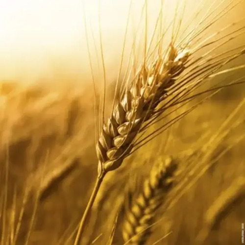 KWS EXTREME - KWS Cereale - Produse- KWS SAAT SE & Co. KGaA