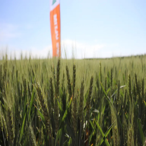 KWS ULTIM - KWS Cereale - Produse- KWS SAAT SE & Co. KGaA