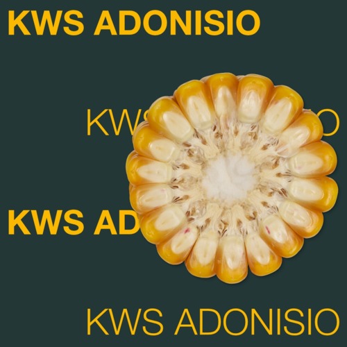 KWS ADONISIO - Hibridi - Kukuruz - Proizvodi - KWS SAAT SE & Co. KGaA