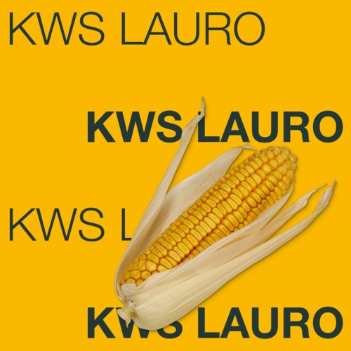 KWS LAURO - Hibridi - Kukuruz - Proizvodi - KWS SAAT SE & Co. KGaA