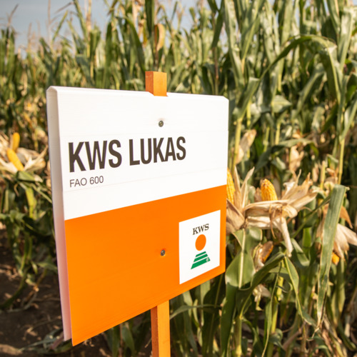 KWS LUKAS - Hibridi - Kukuruz - Proizvodi - KWS SAAT SE & Co. KGaA