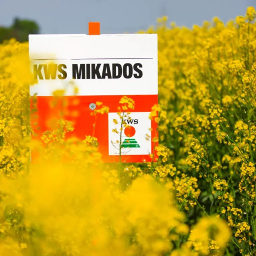 KWS MIKADOS - Uljana repica - Uljane kulture - Proizvodi - KWS SAAT SE ...