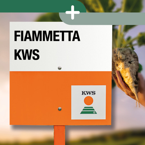 FIAMMETTA KWS - Hibridi - Šećerna repa - Proizvodi - KWS SAAT SE & Co. KGaA