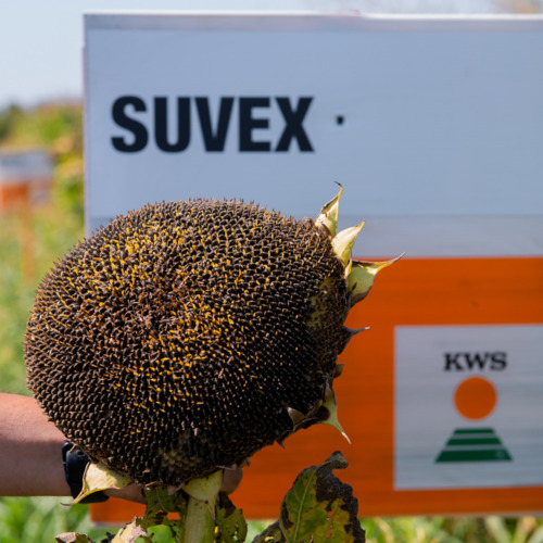 SUVEX - KWS SAAT SE & Co. KGaA