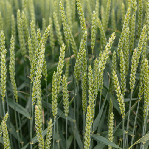 SPHERE KWS - Sortiment Žitarice - Žitarice - Proizvodi - KWS SAAT SE ...