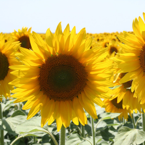 СУВЕКСKWS в России