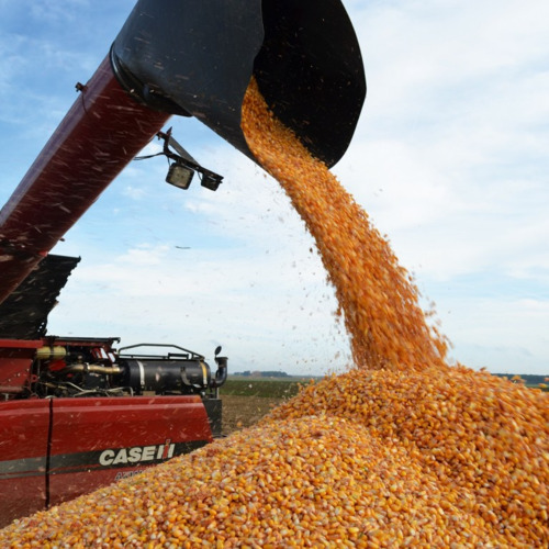 KWS KASHMIR - KWS Semena, s.r.o.