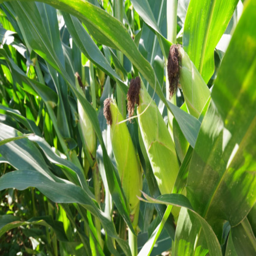 KWS LUKAS - KWS Semena, s.r.o.