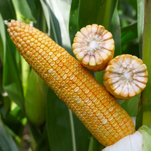 KWS LUKAS - KWS Semena, s.r.o.