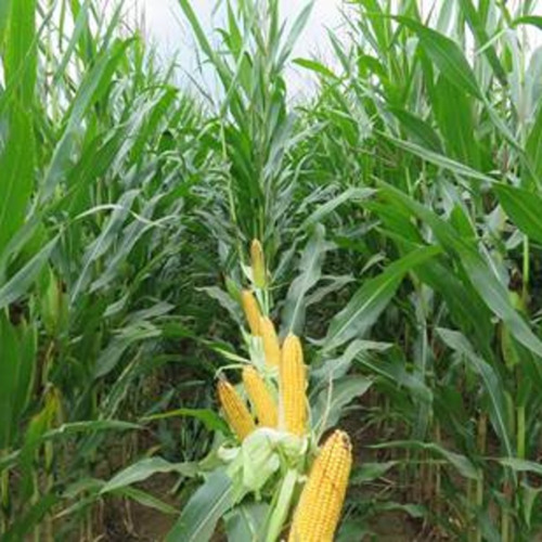 KWS LUKAS - KWS Semena, s.r.o.