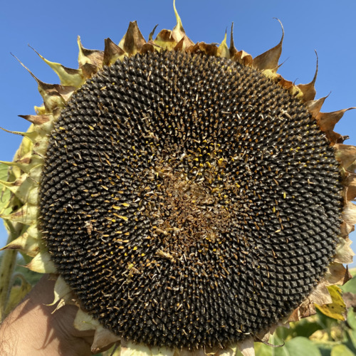 ЕВАН - KWS SAAT SE & Co. KGaA