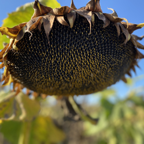 СУВЕКС - KWS SAAT SE & Co. KGaA