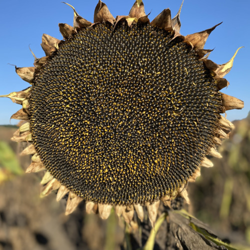 СУВЕКС - KWS SAAT SE & Co. KGaA